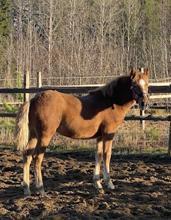 Hevosmarkkinat | Maaseudun Tulevaisuus